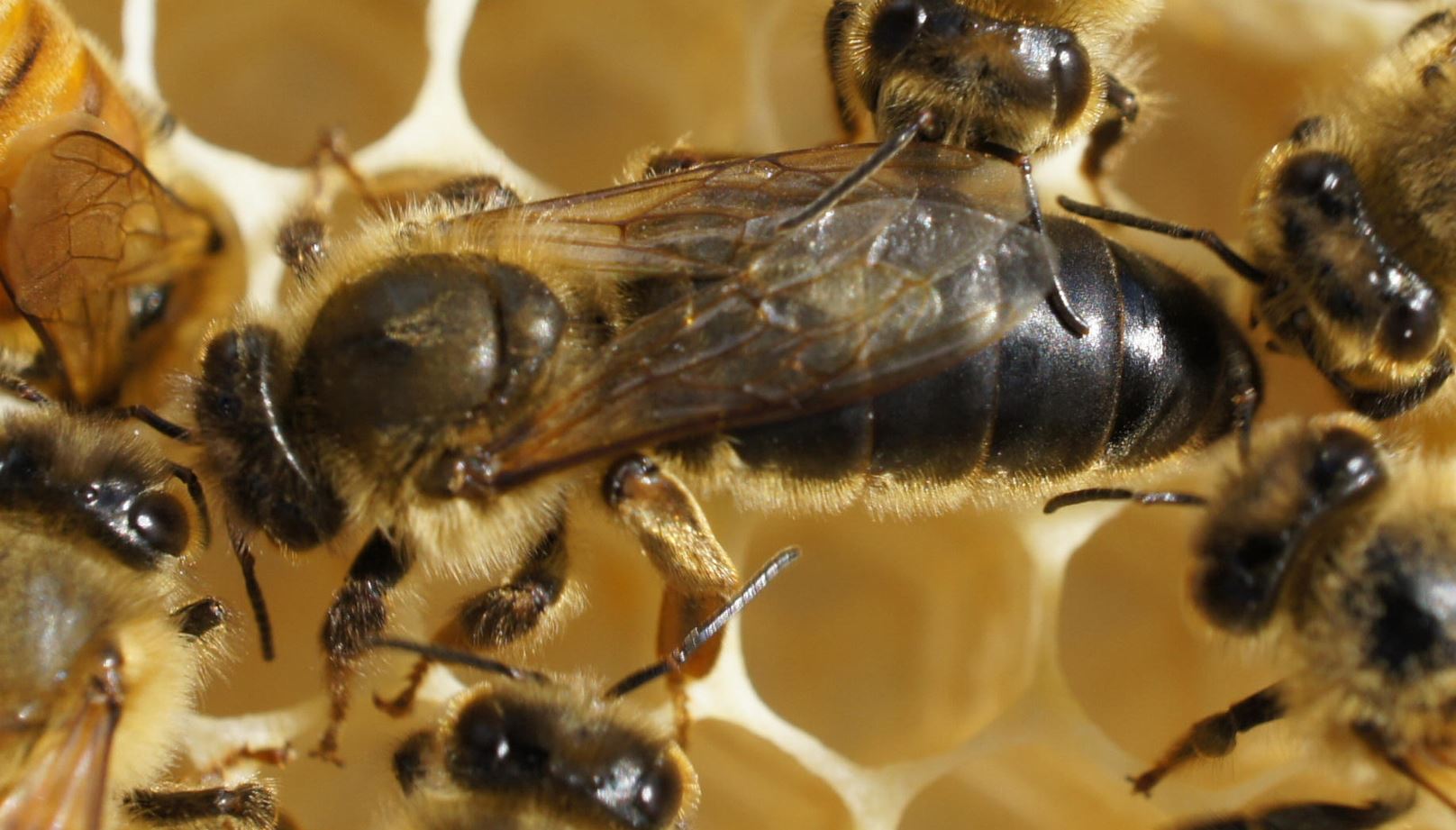 Babysitting the queen | Bad Beekeeping Blog