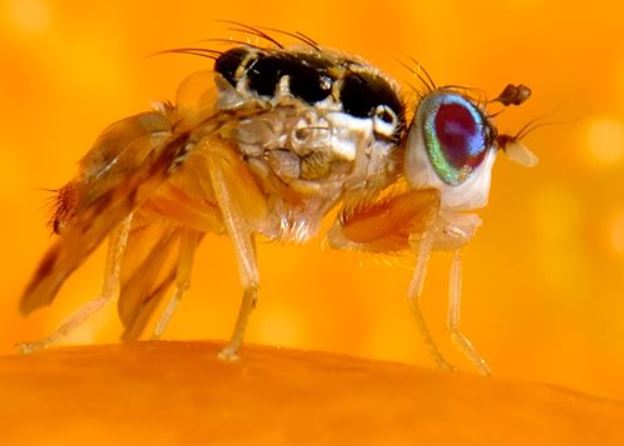 Sterile Radioactive Bugs Arrive in Croatia | Bad Beekeeping Blog