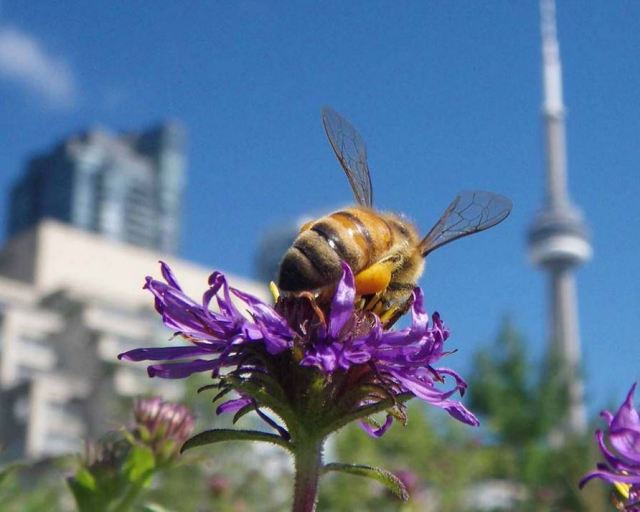 Meanwhile in Montréal | Bad Beekeeping Blog
