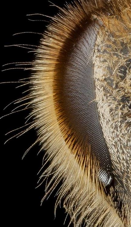 The Bees’ Sixth Sense | Bad Beekeeping Blog