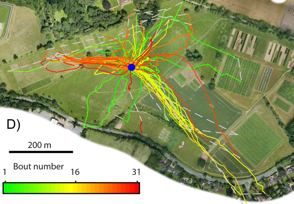 Bumble Bees and Free Will | Bad Beekeeping Blog