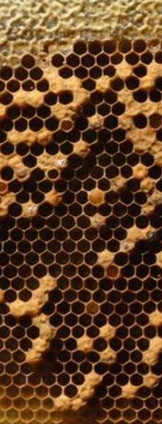Double or Nothing? | Bad Beekeeping Blog