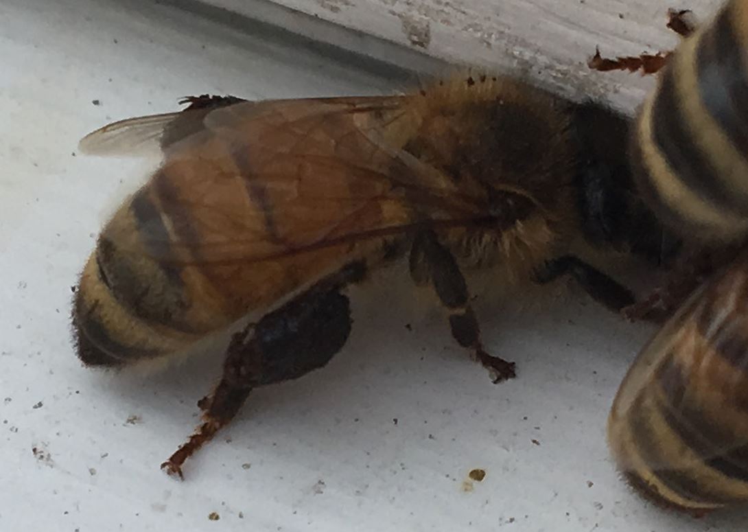 Black ‘Pollen’ in March | Bad Beekeeping Blog