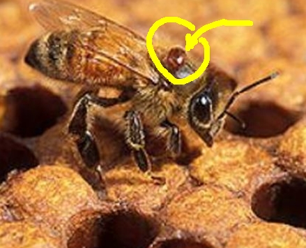 Have These Kids Found a Way to Kill Varroa? | Bad Beekeeping Blog