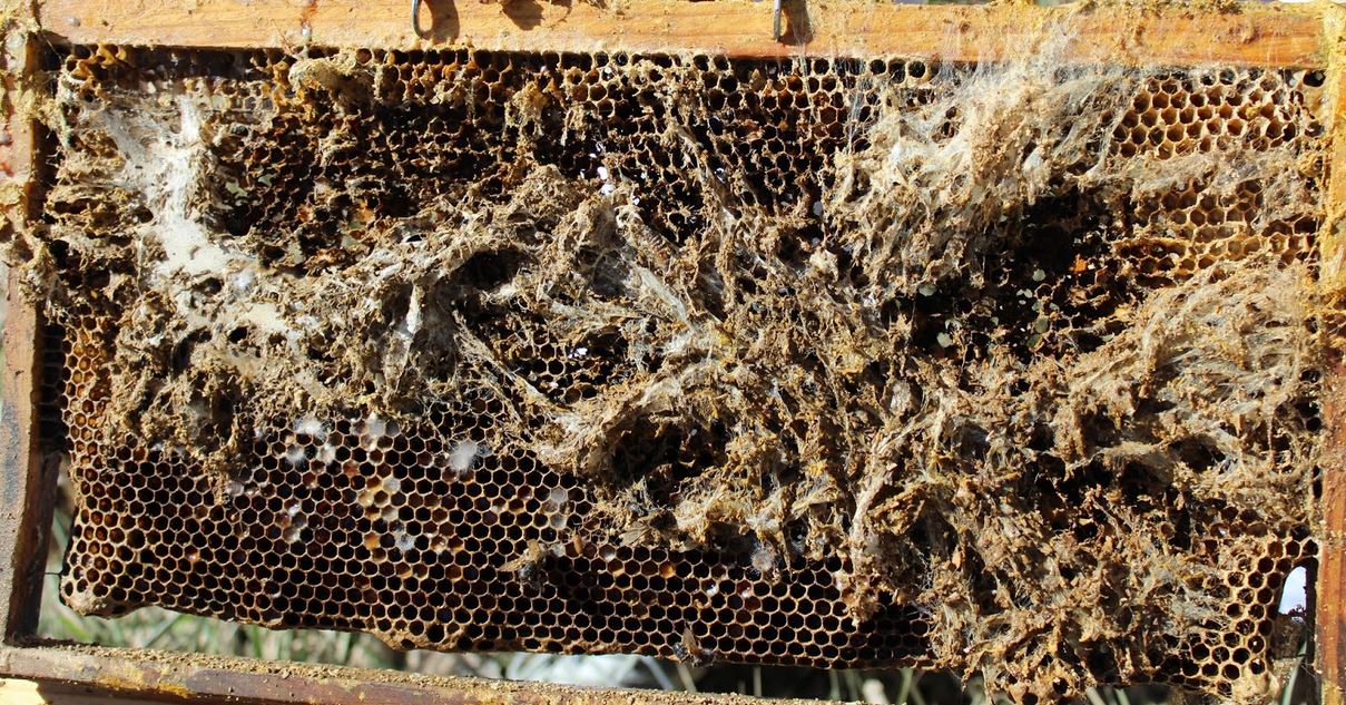 Fishing Bait That Eats Plastic | Bad Beekeeping Blog