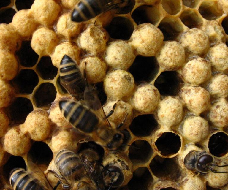 Good Queen; Bad Queen | Bad Beekeeping Blog