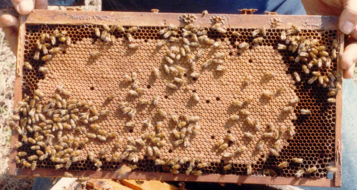 Good Queen; Bad Queen | Bad Beekeeping Blog