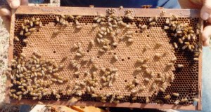 Good Queen; Bad Queen | Bad Beekeeping Blog