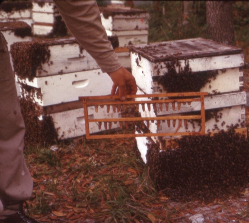 Long Live the New Queen | Bad Beekeeping Blog