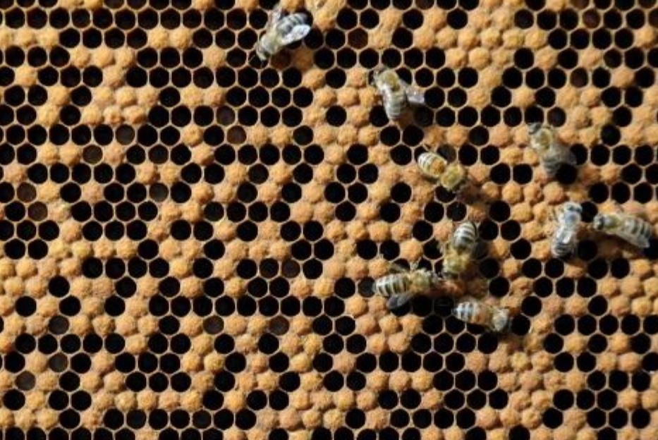 Good Queen; Bad Queen | Bad Beekeeping Blog