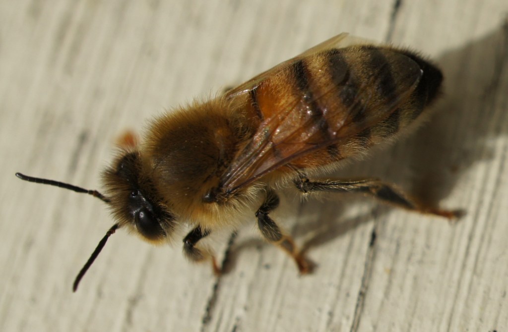 International Workers’ Day | Bad Beekeeping Blog