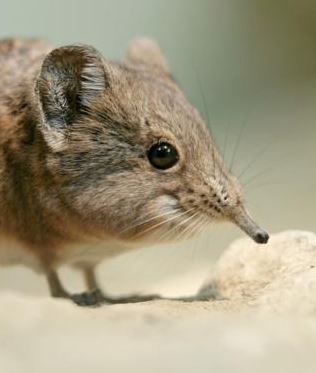 National Pollinator Week: Shrews and Mongooses, too. | Bad Beekeeping Blog