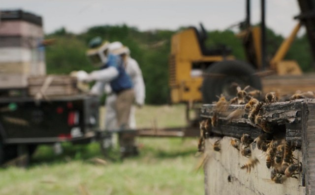 Rotten: Lawyers, Guns & Honey | Bad Beekeeping Blog