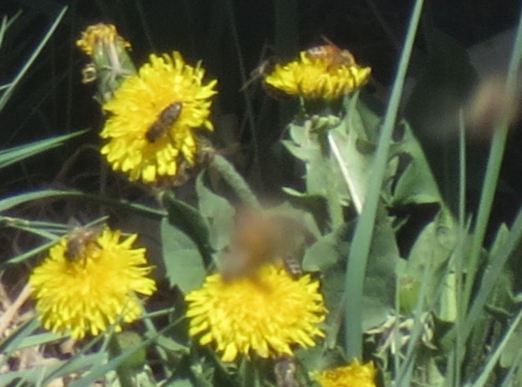 Peak Dandelion | Bad Beekeeping Blog