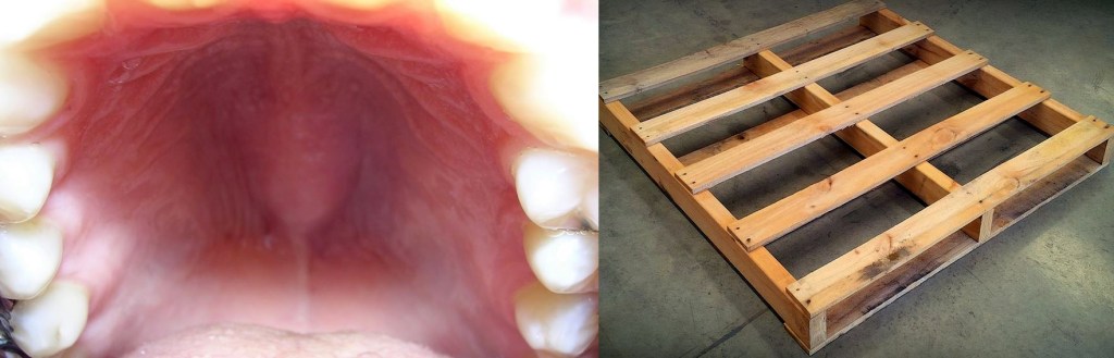 Palates of Bees? | Bad Beekeeping Blog