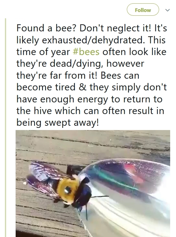 Should you feed a tired bee? | Bad Beekeeping Blog