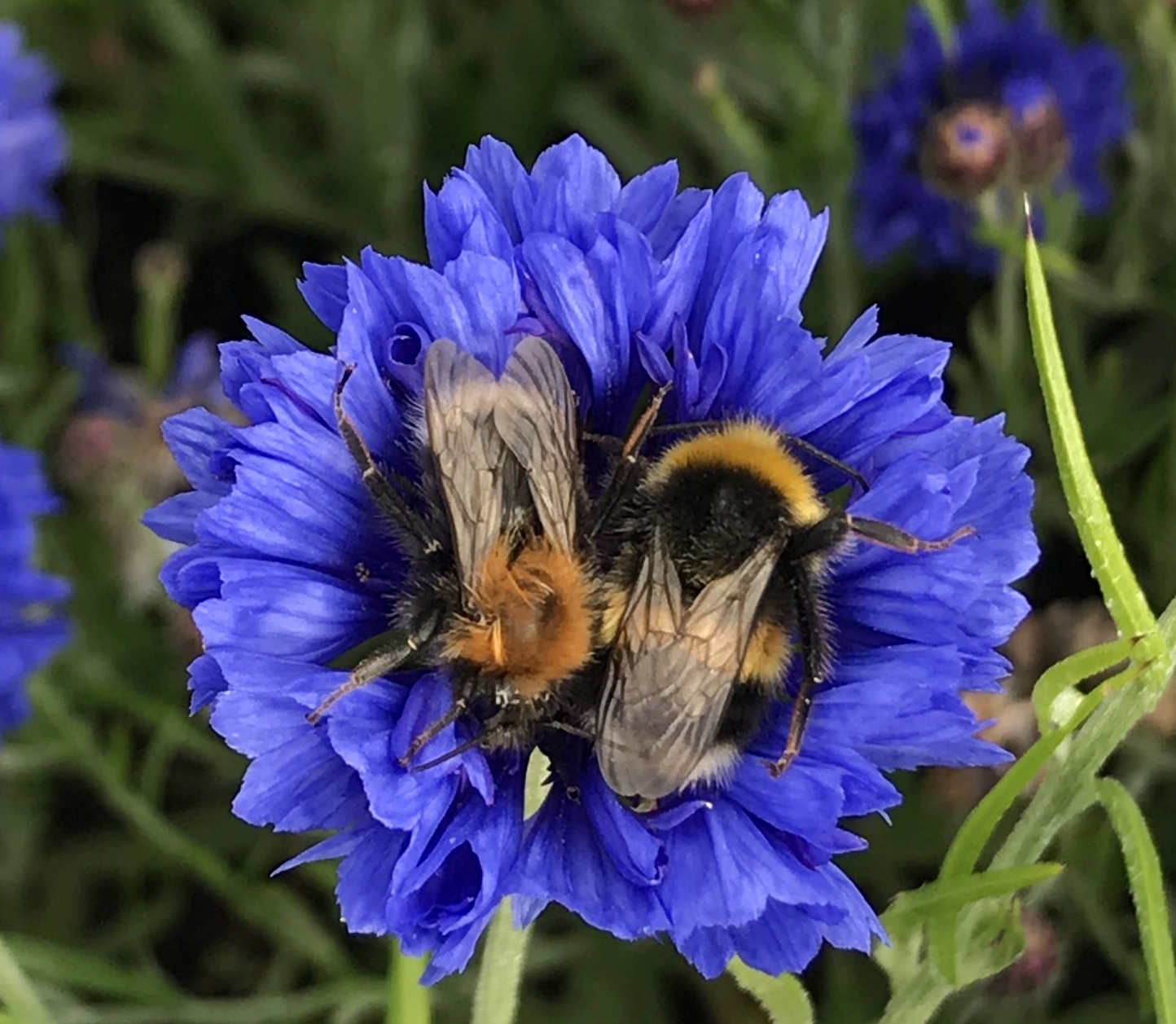 Bees on Ice | Bad Beekeeping Blog