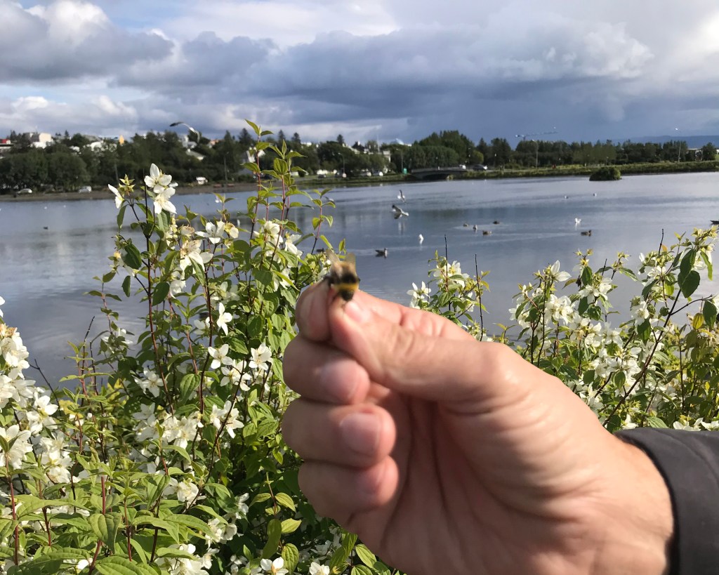 Bees on Ice | Bad Beekeeping Blog