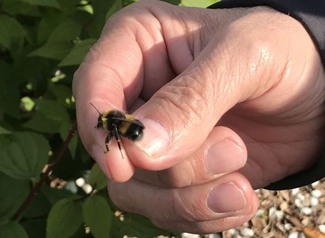 Bees on Ice | Bad Beekeeping Blog