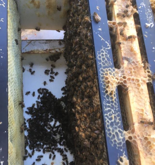 Our backyard bees get a make-over | Bad Beekeeping Blog