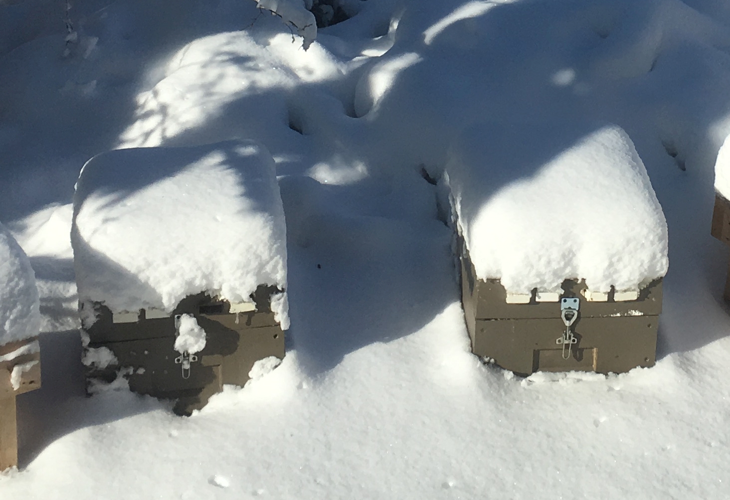 The reason we don’t raise April queens in Alberta | Bad Beekeeping Blog