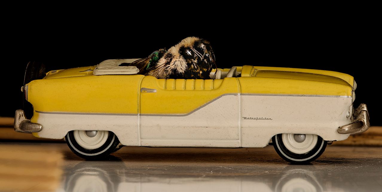Bees learn to drive tiny cars | Bad Beekeeping Blog