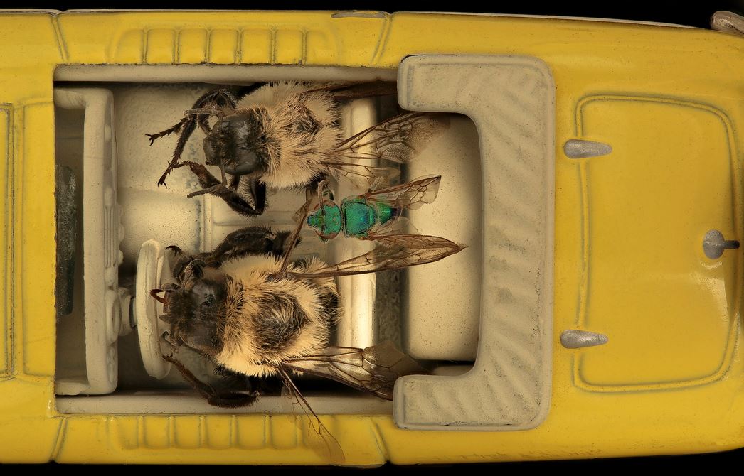 Bees learn to drive tiny cars | Bad Beekeeping Blog