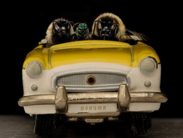Bees learn to drive tiny cars | Bad Beekeeping Blog