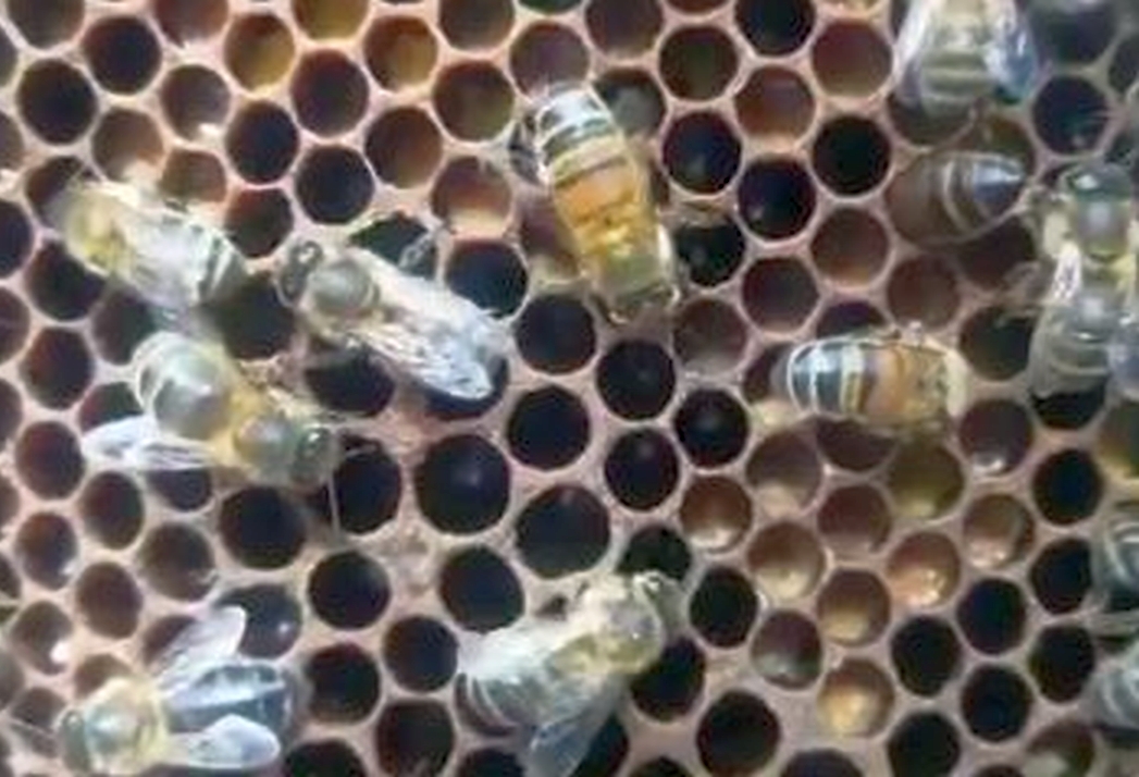At least one of these bees is a laying worker | Bad Beekeeping Blog