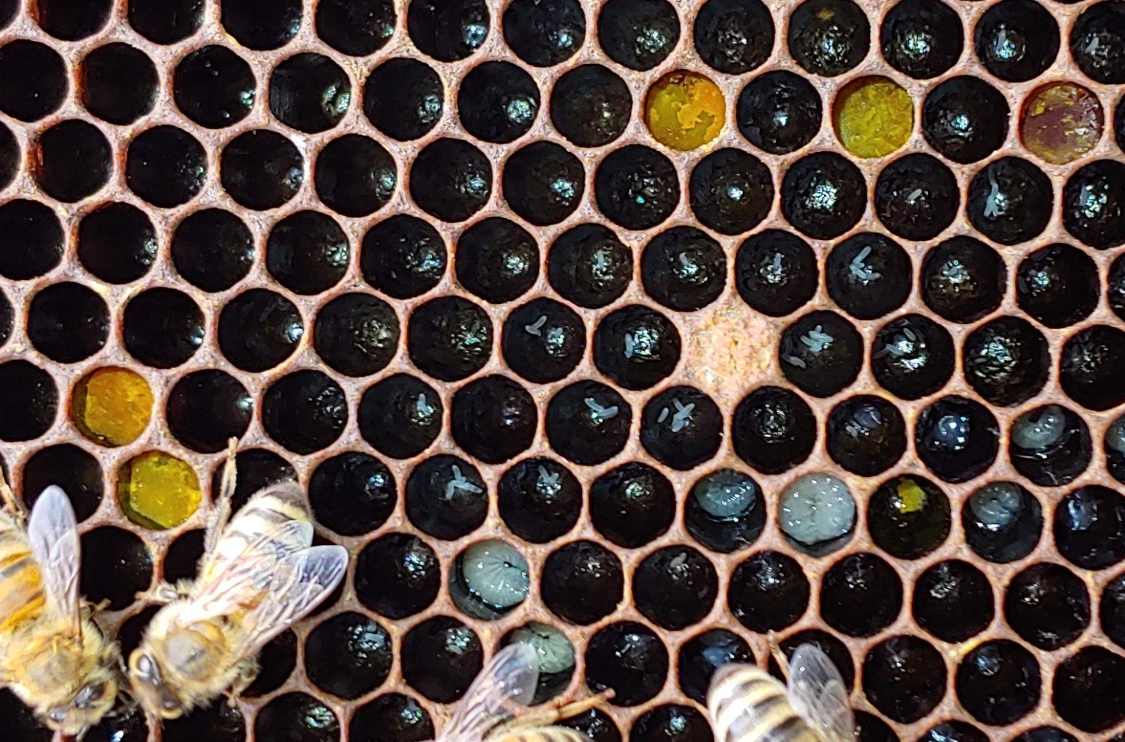 Laying worker, new queen, or both? | Bad Beekeeping Blog