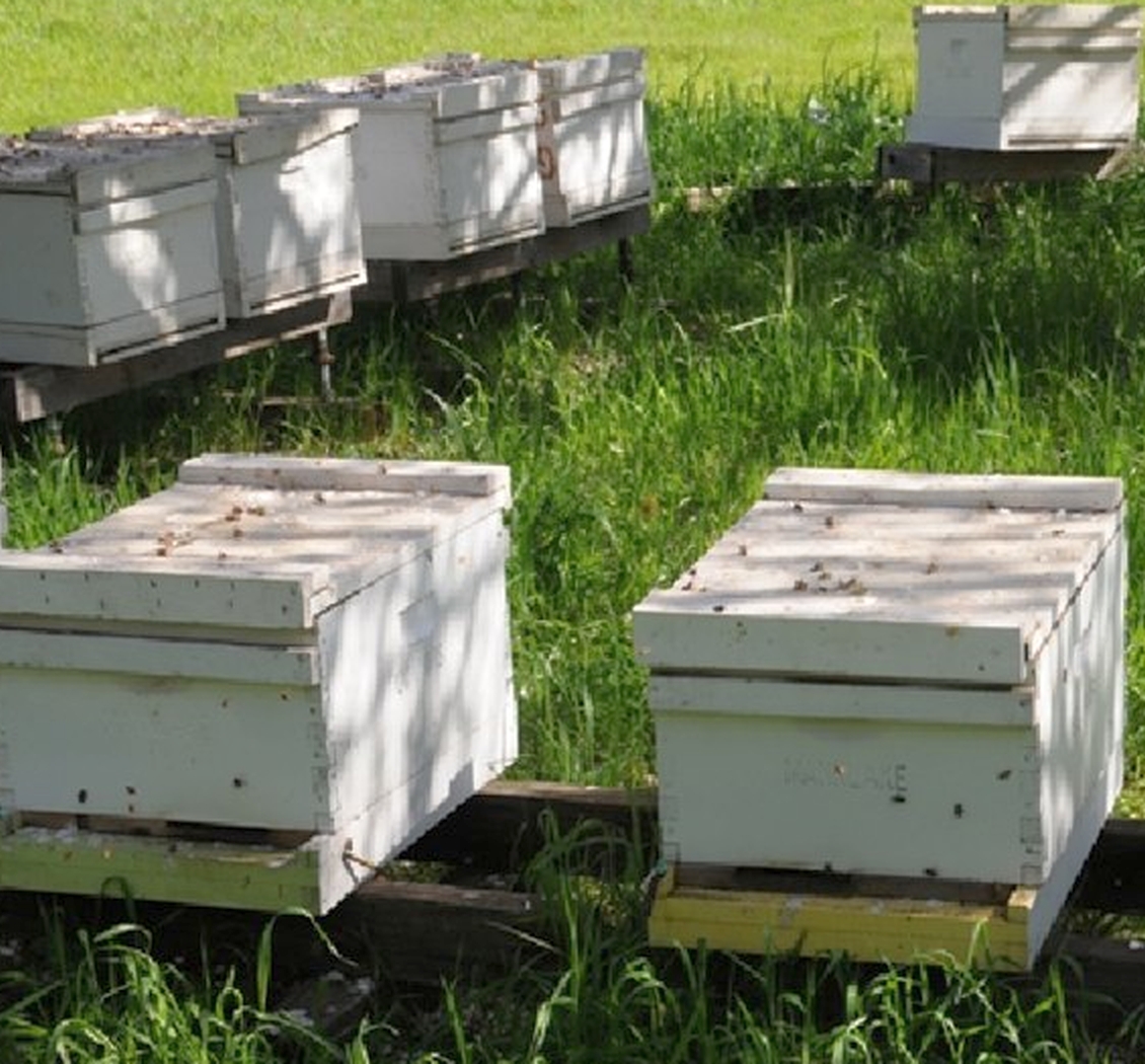 Save the People | Bad Beekeeping Blog