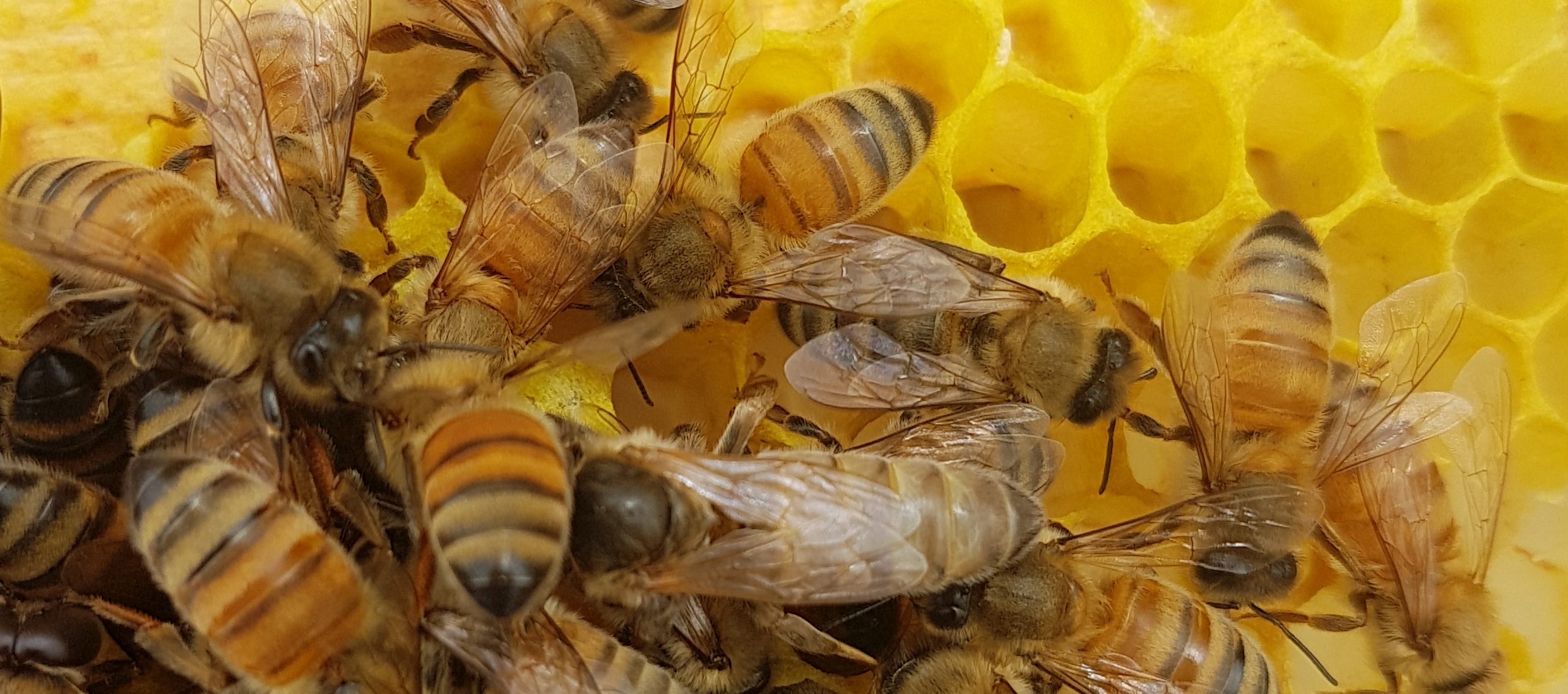 Have you ever seen a queen like this? | Bad Beekeeping Blog