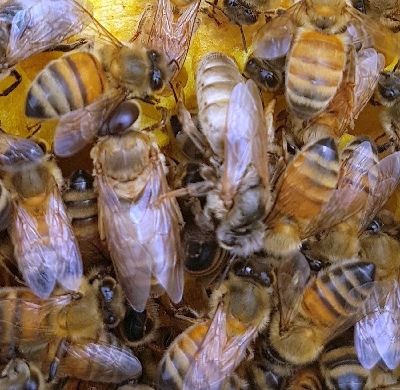 Have you ever seen a queen like this? | Bad Beekeeping Blog