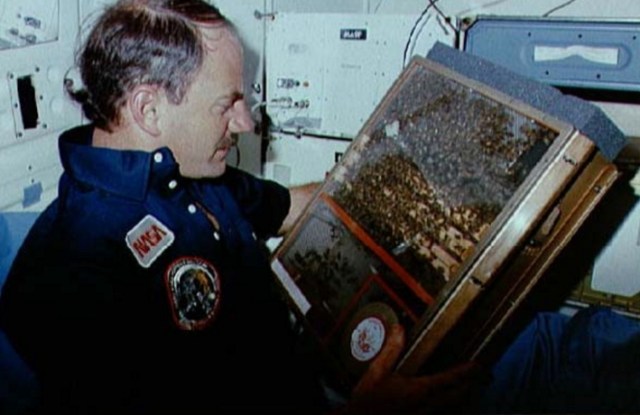 Bees in Space | Bad Beekeeping Blog