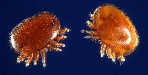 A Guide to Controlling Varroa | Bad Beekeeping Blog