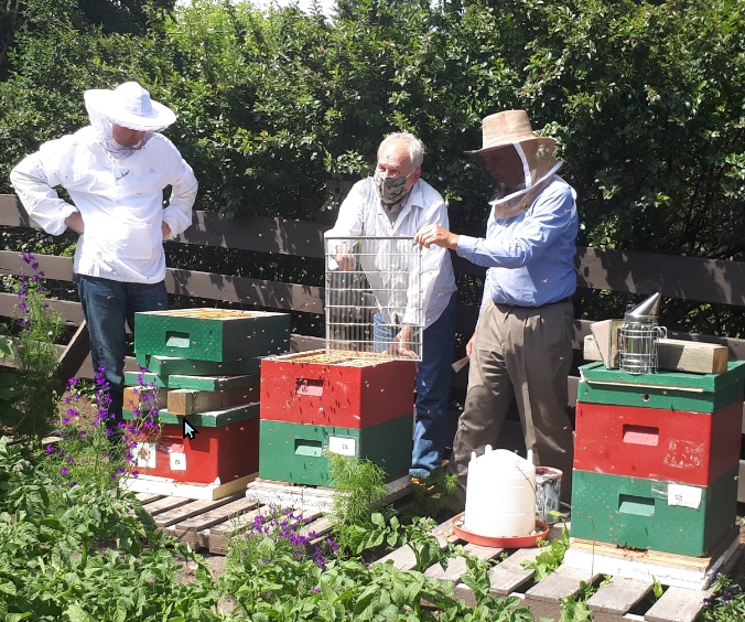 Covid: Saturday at the Hive | Bad Beekeeping Blog