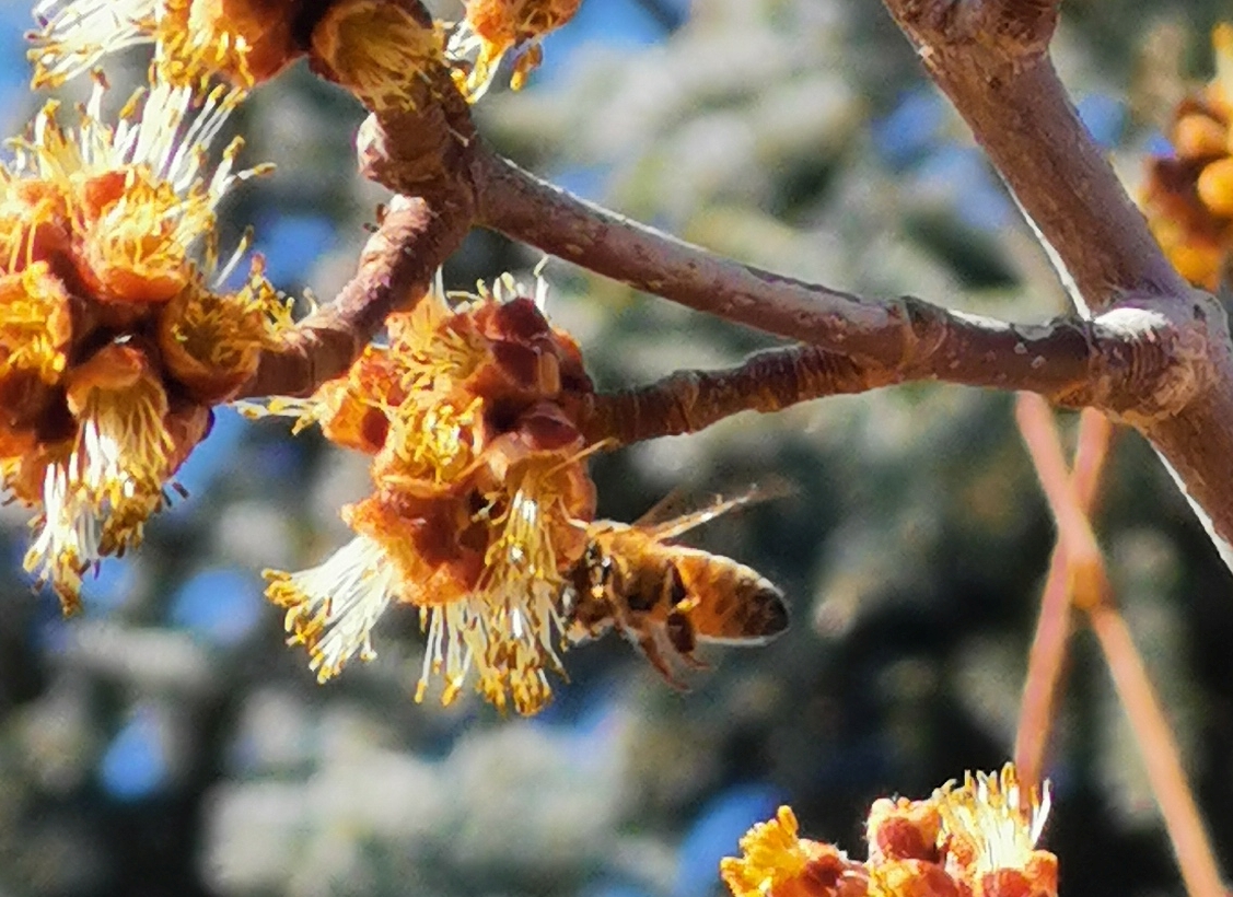 Should you feed pollen supplement? | Bad Beekeeping Blog