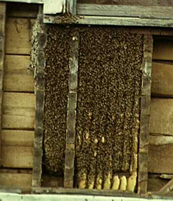 Who’s afraid of a few bees? | Bad Beekeeping Blog