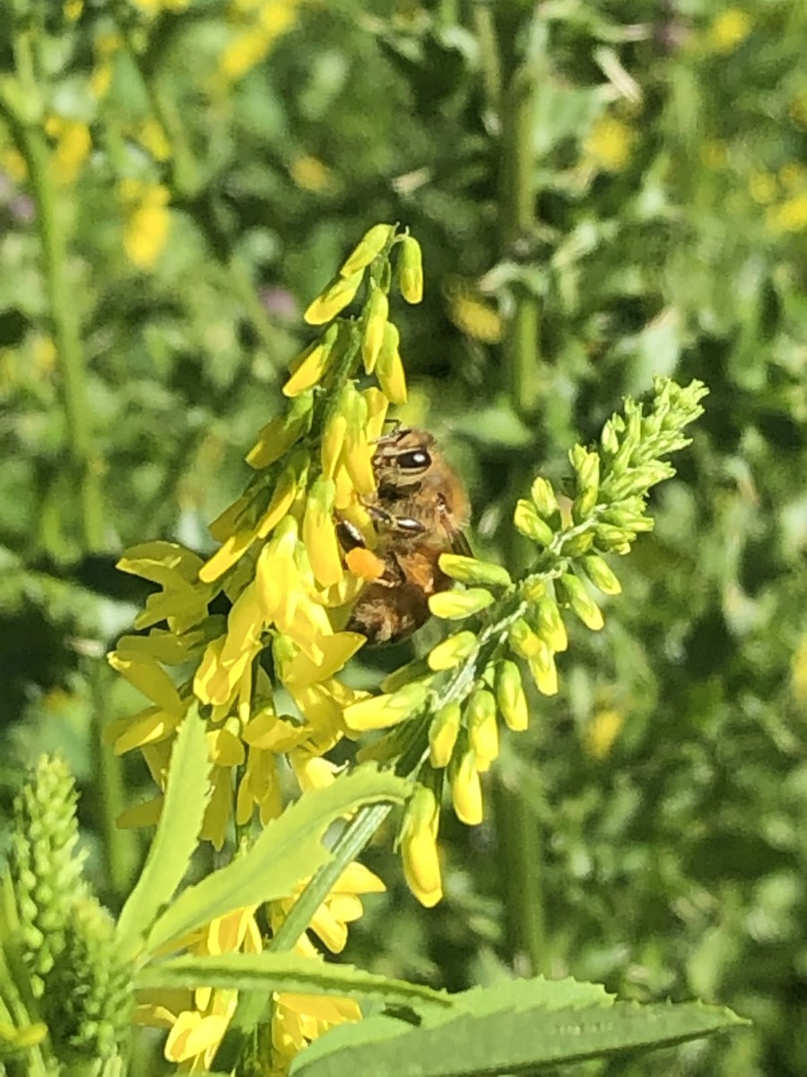 Bad Beekeeping Blog | Bees and Beekeeping Culture