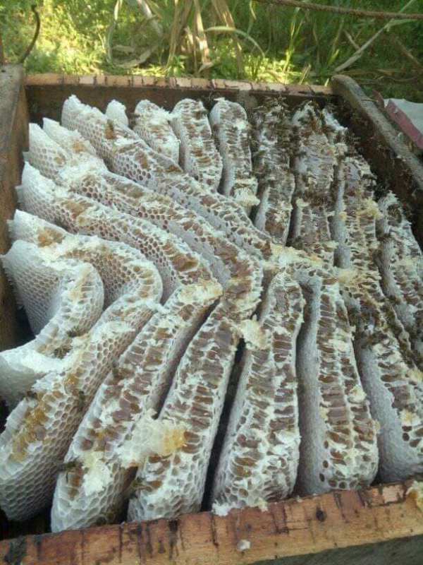 Bad Beekeeping Blog | Bees and Beekeeping Culture