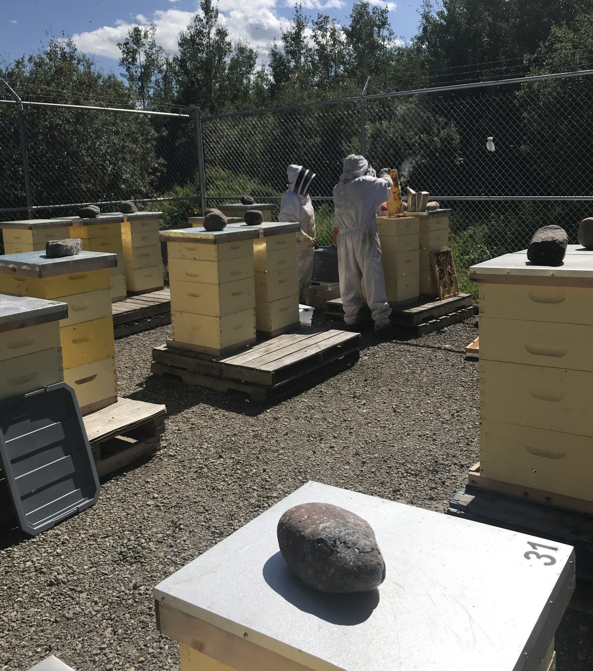 Bad Beekeeping Blog | Bees and Beekeeping Culture