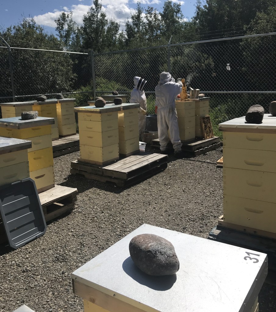 Bad Beekeeping Blog | Bees and Beekeeping Culture