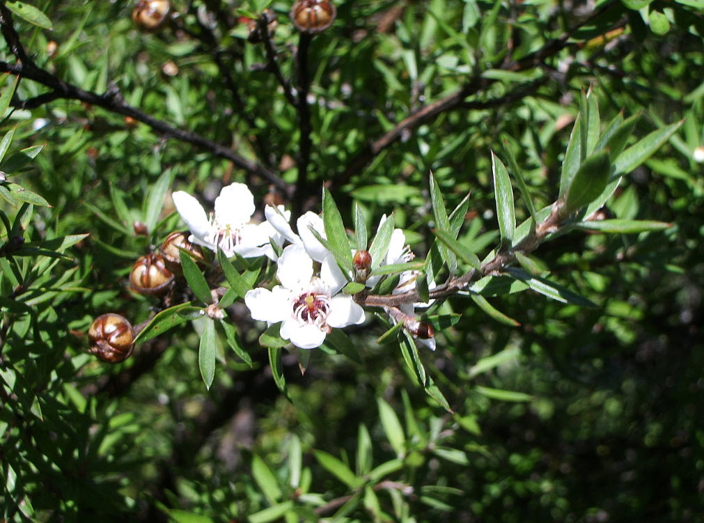 Podcast: Is All Manuka Honey Fake? | Bad Beekeeping Blog