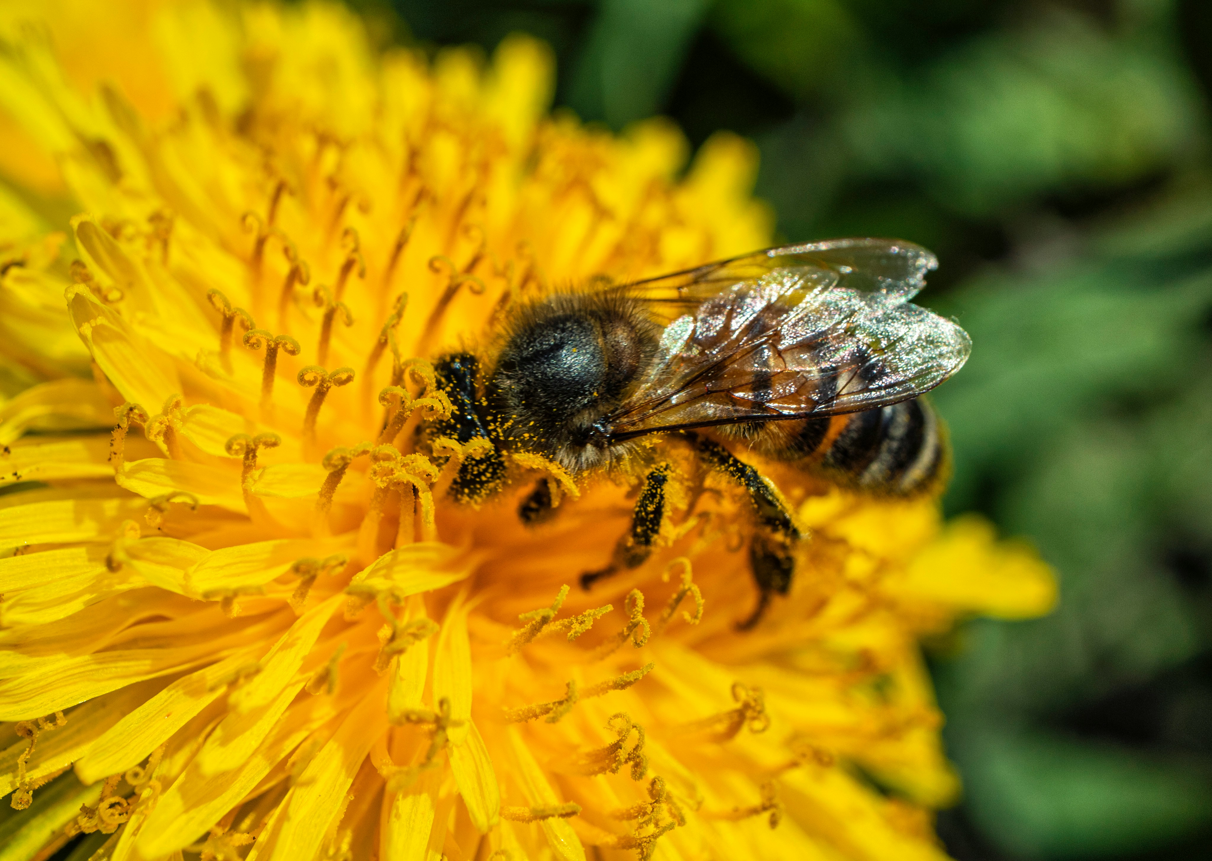 Dandelion: The Bee Plant That Doesn’t Need Bees | Bad Beekeeping Blog