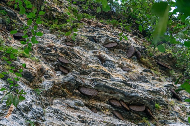 Bees on the Rocks | Bad Beekeeping Blog
