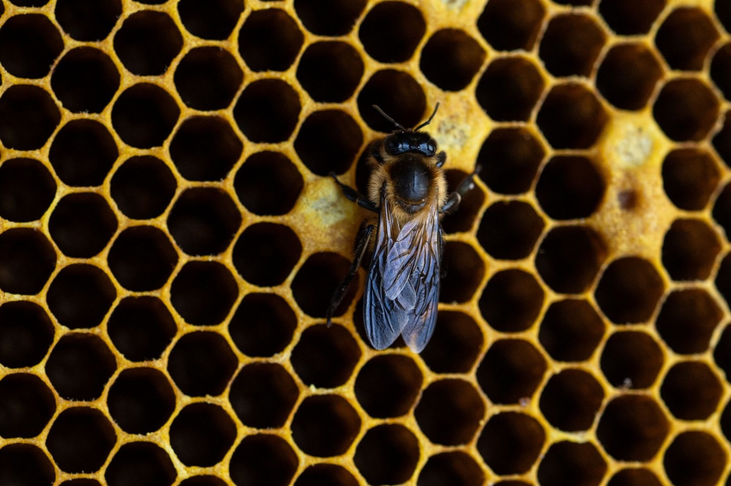 Bees on the Rocks | Bad Beekeeping Blog